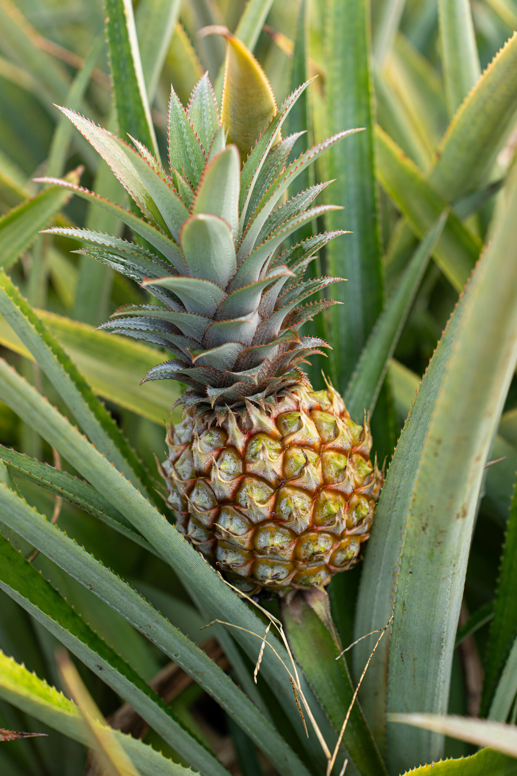 L'Ananas Victoria péi - SICATR