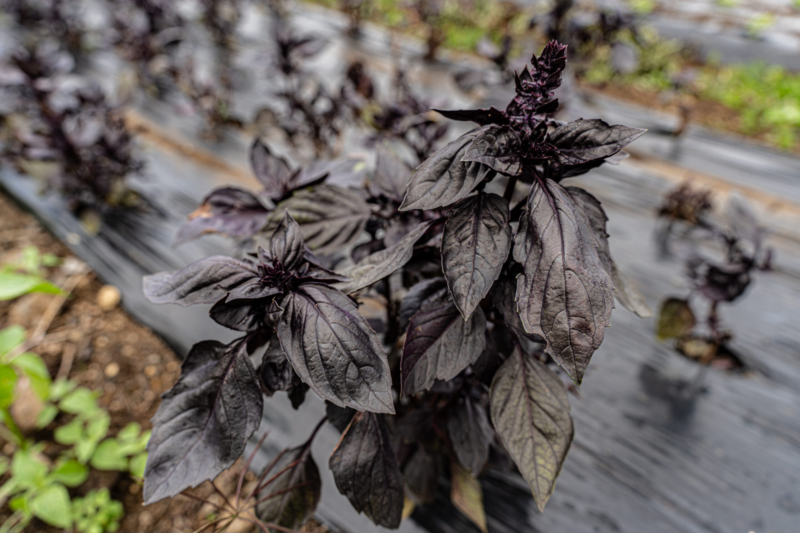 Le basilic pourpre - SICATR