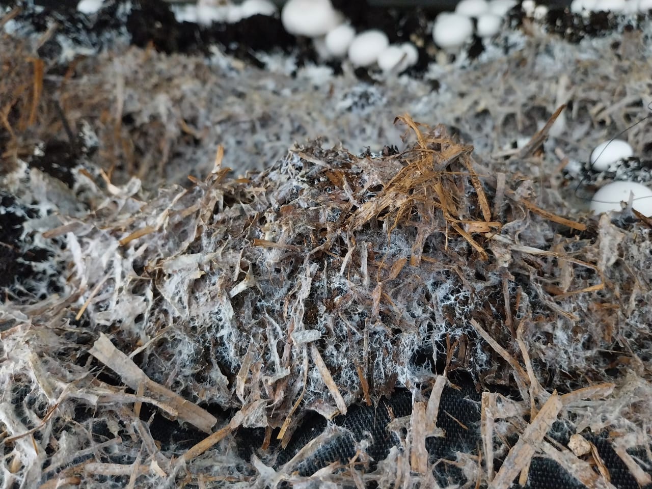 Notre système de compostage avec la champignonnière - SICATR