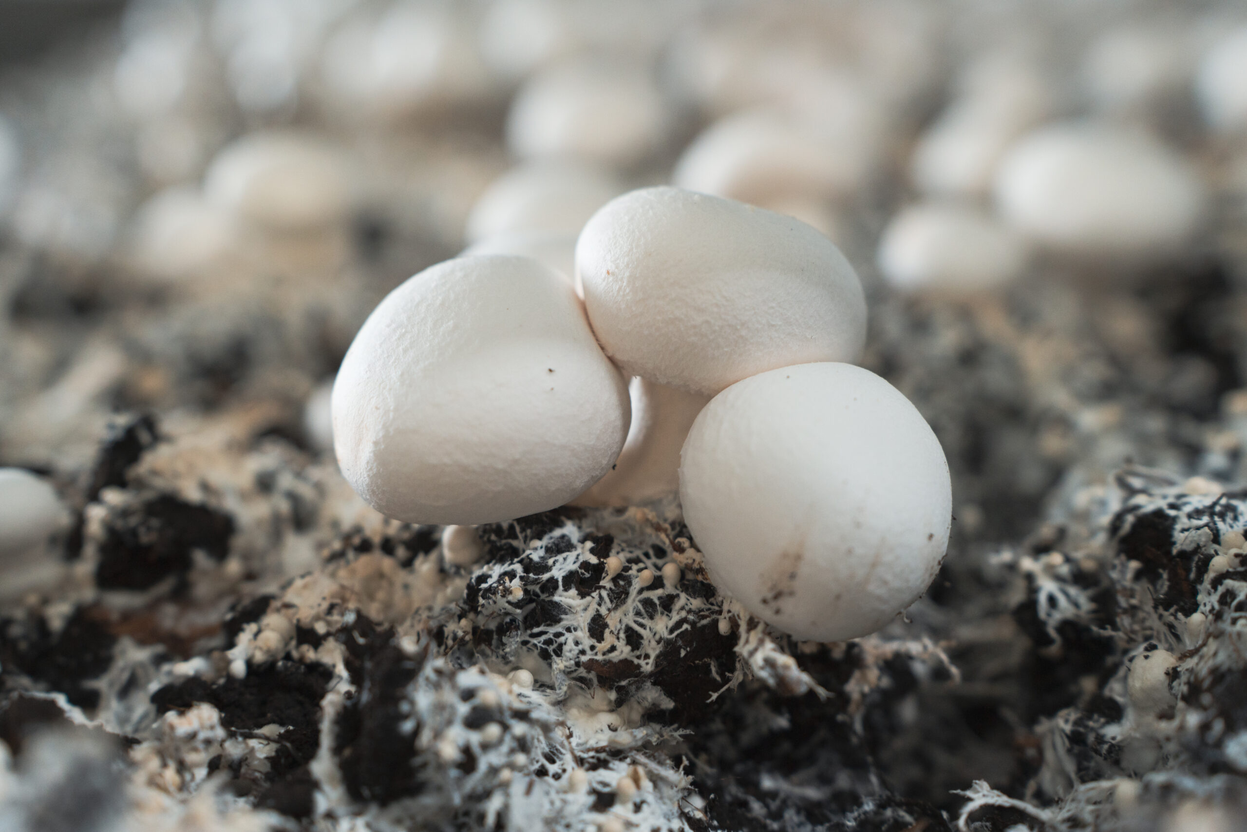 Bravo à Côme Damour avec ses champignons Nobie - SICATR